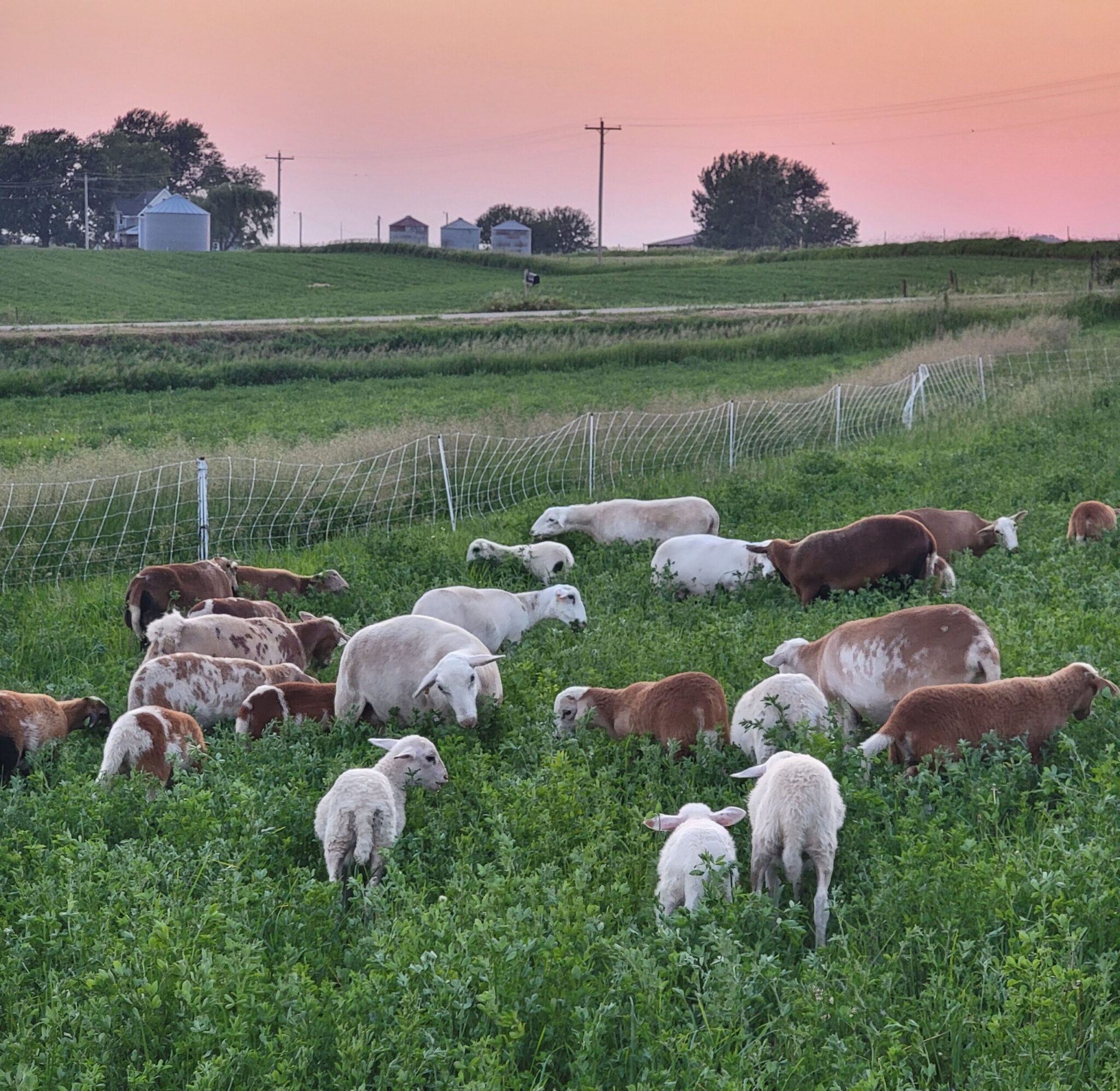 Like Sheep – We Are Made to Praise the Lord - Lutherans For Life
